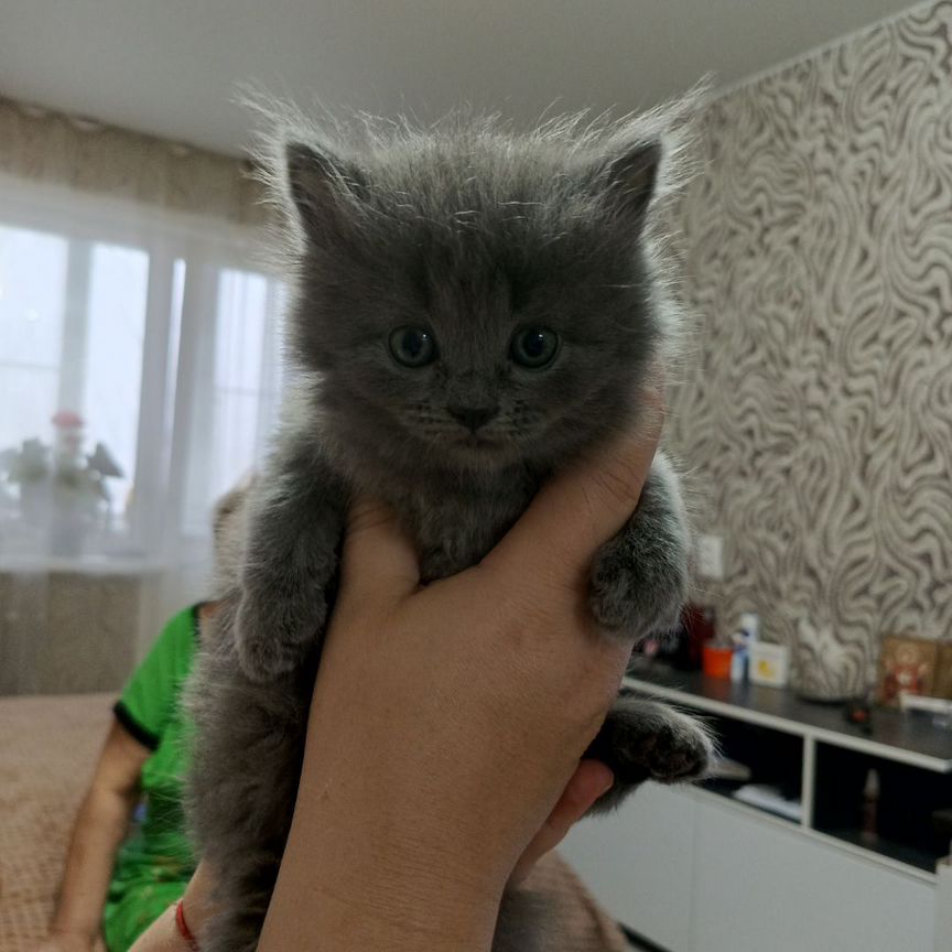 Котята в добрые руки бесплатно