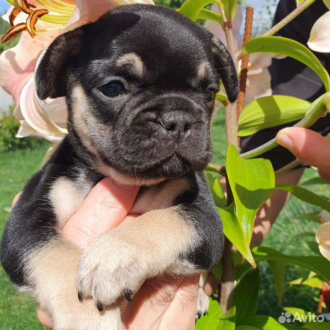 Щенки французики