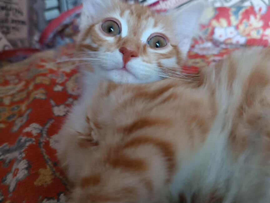 В добрые руки