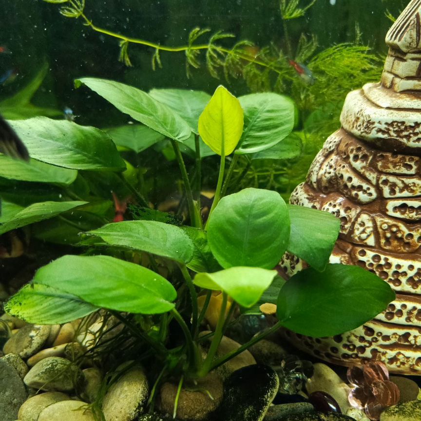 Аквариумное растение