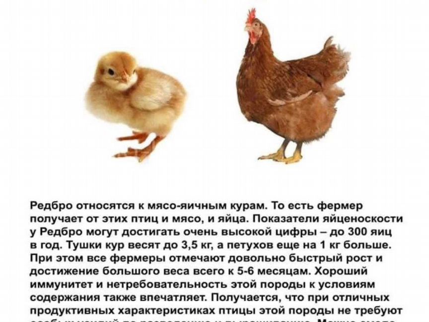 Цветной бройлер