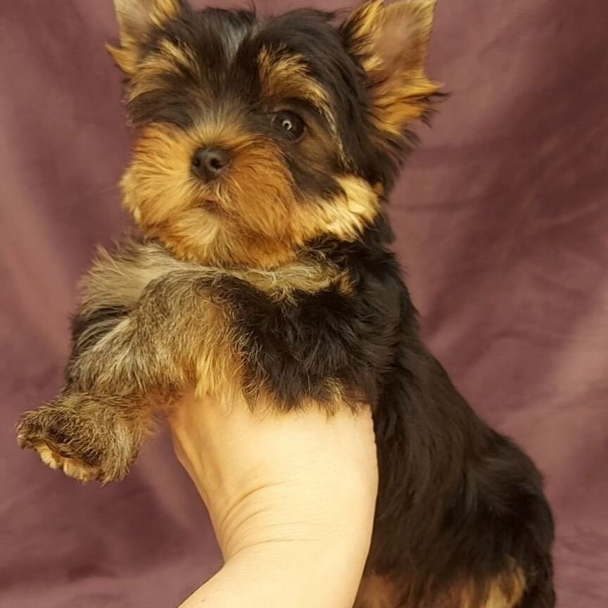 Роскошный мальчик с великолепным экстерьером