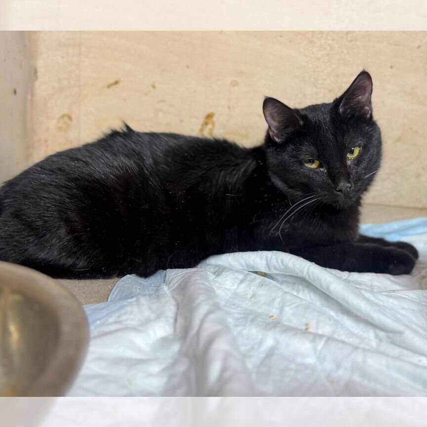 Взрослый кот в добрые руки