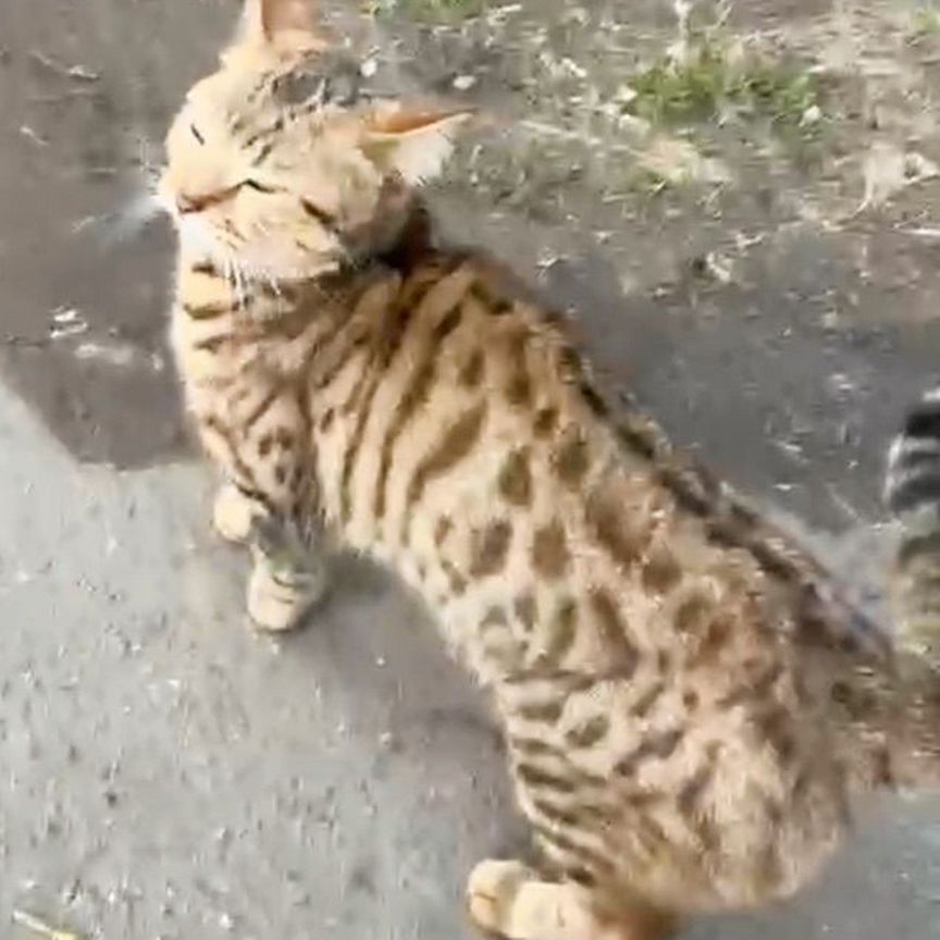 Бенгальская кошка в добрые руки