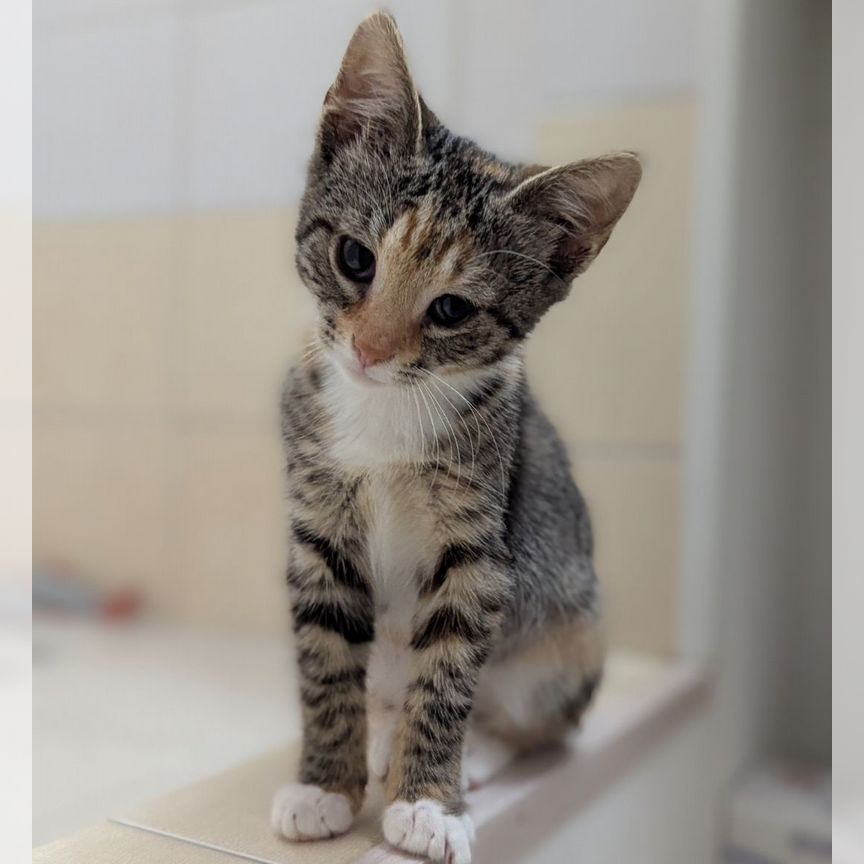 Котёнок в добрые руки