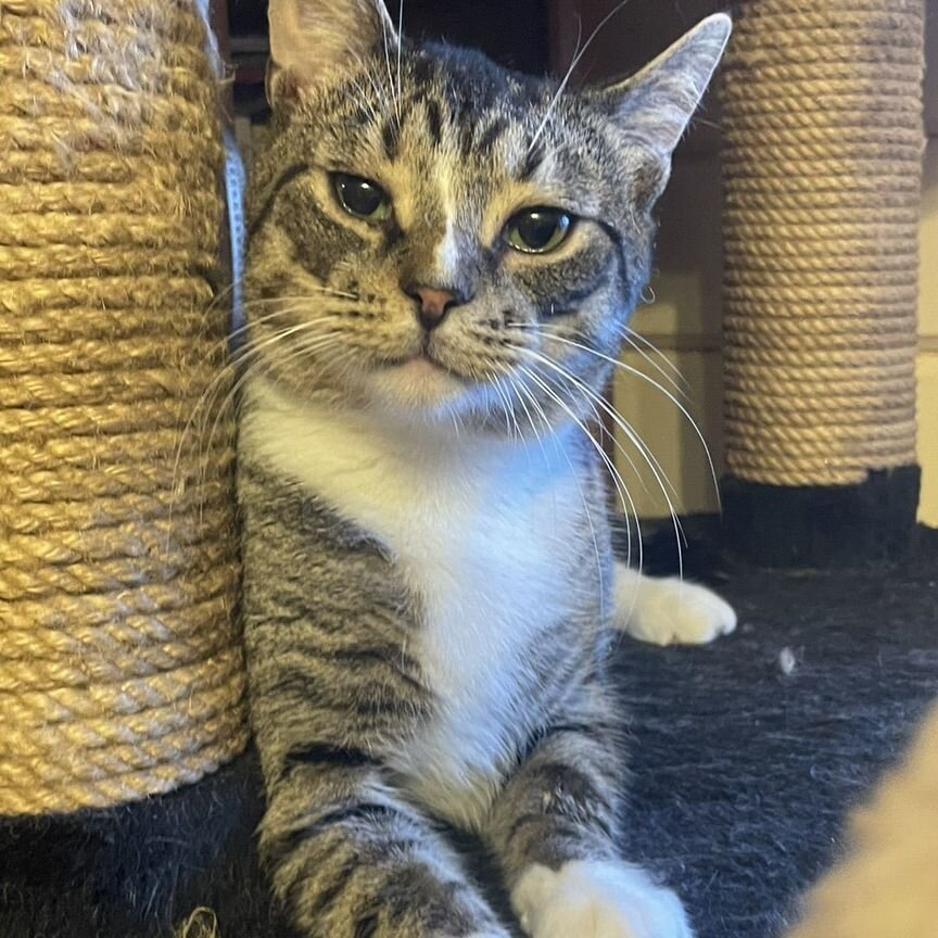 Котик Митёк