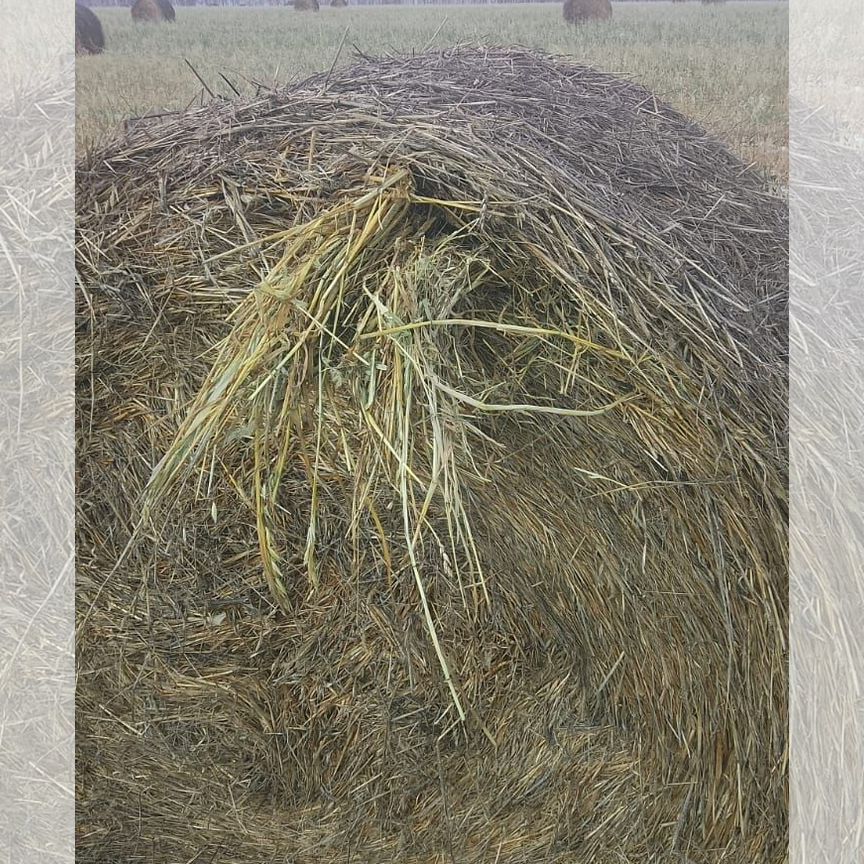 Сено- Овёс немолоченный с травой