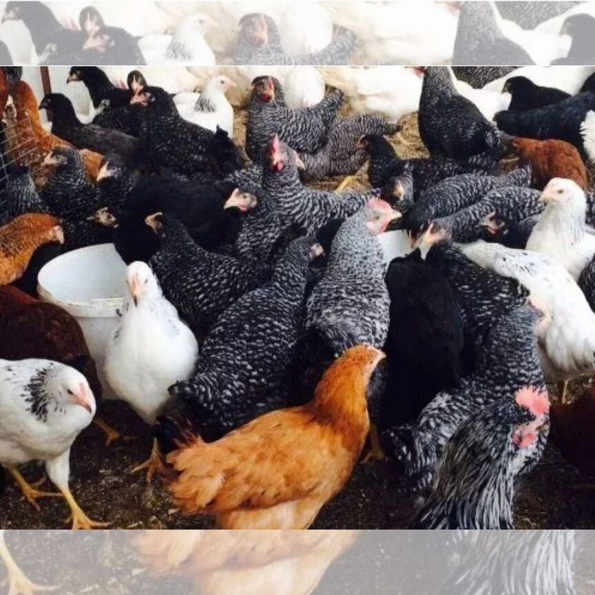 Куры молодки Красные и Доминанты