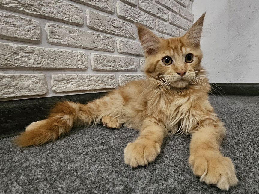 Котята мейн-кун
