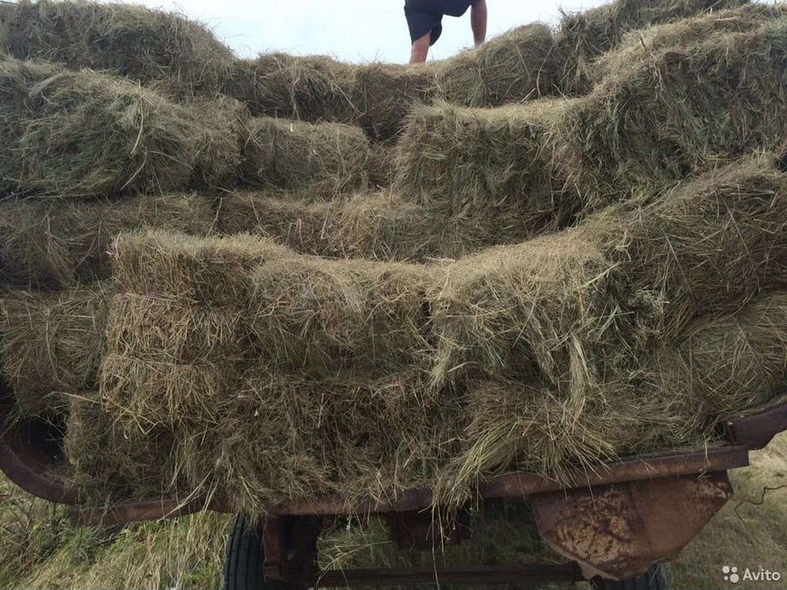 Сено, в тюках
