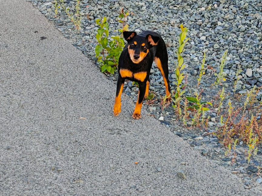 Найдена собака