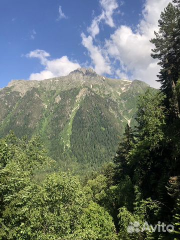 Алано эспаньол