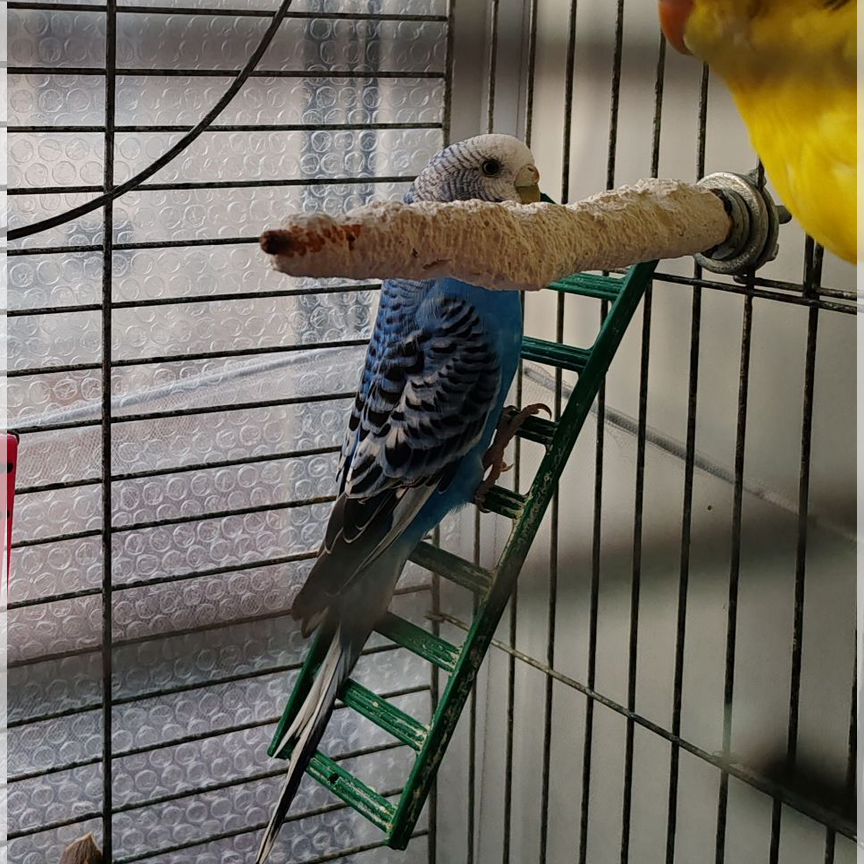 Волнистый попугай самка взрослая