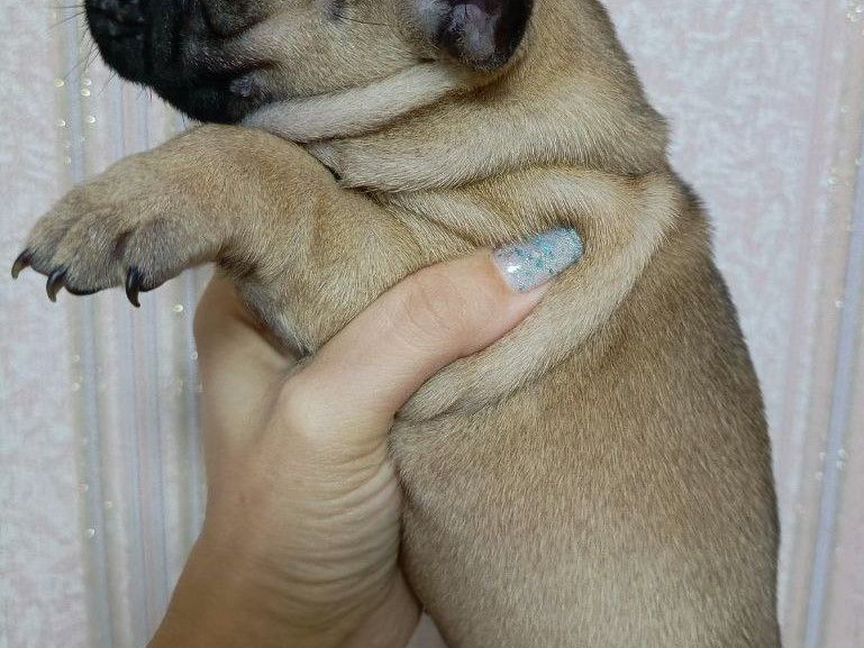 Милые французики