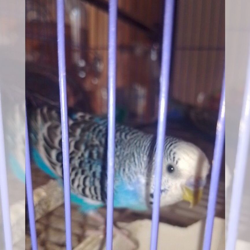 Волнистый попугай