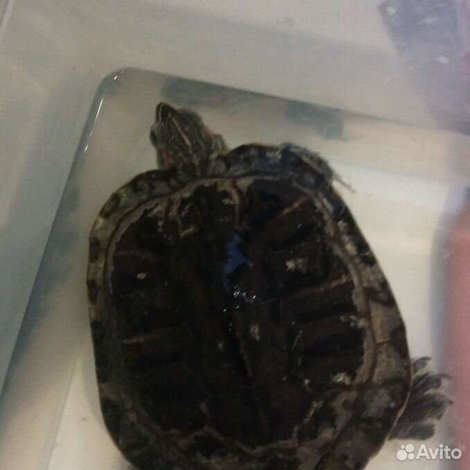 Черепаха водная 10 лет