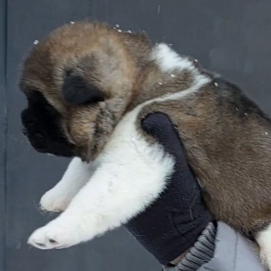 Щенки американской акиты