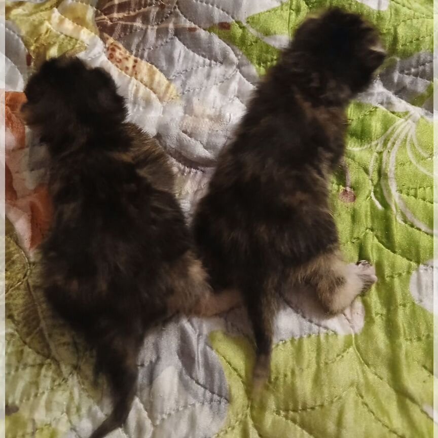 Сибирский котёнок