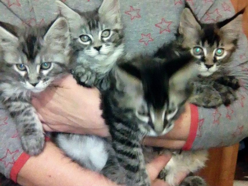 Котята мейн кун