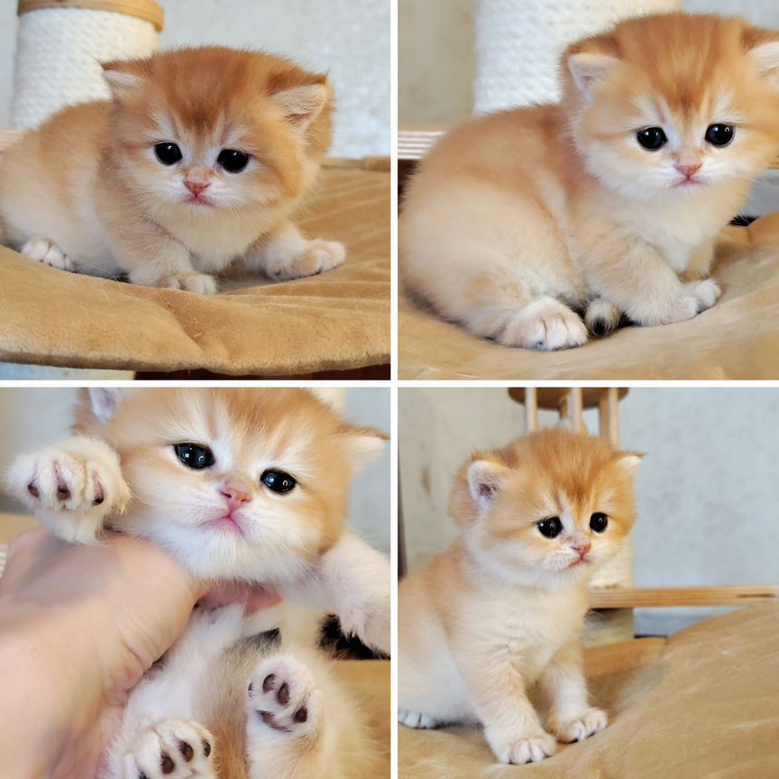 Британский короткошёрстный котёнок