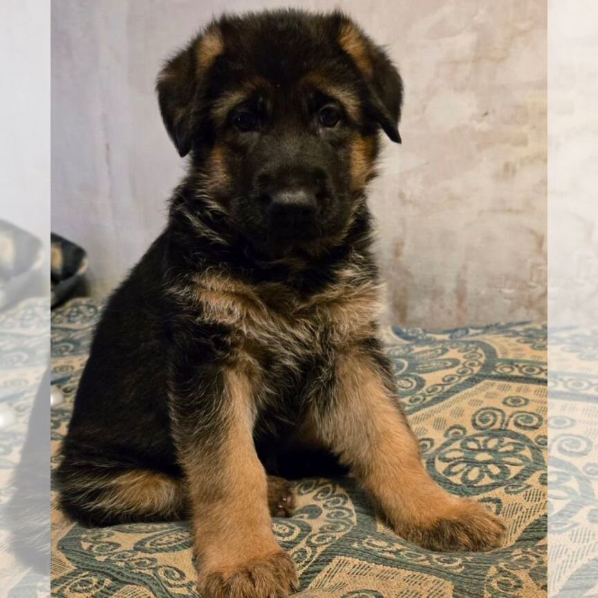 Немецкая овчарка, щенок