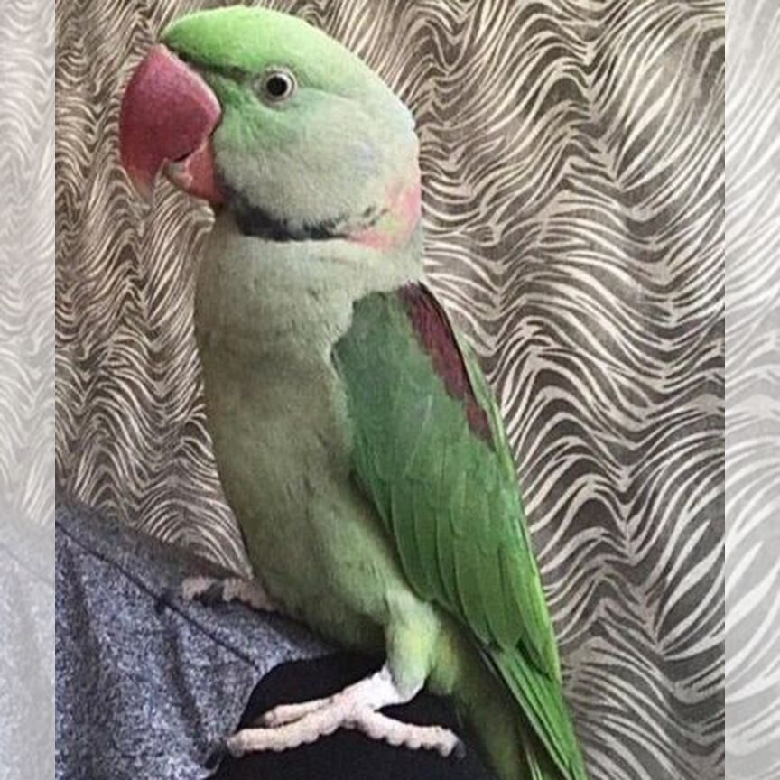 Александрийский попугай Самец