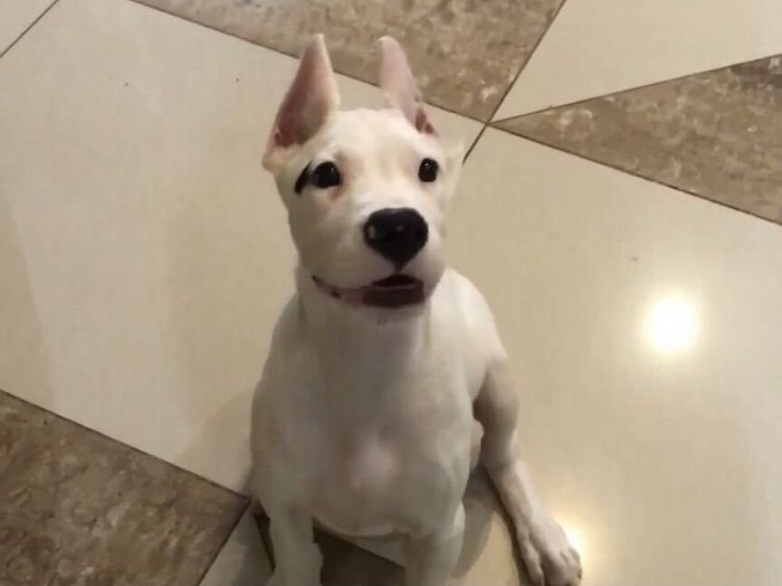 Аргентинский дог