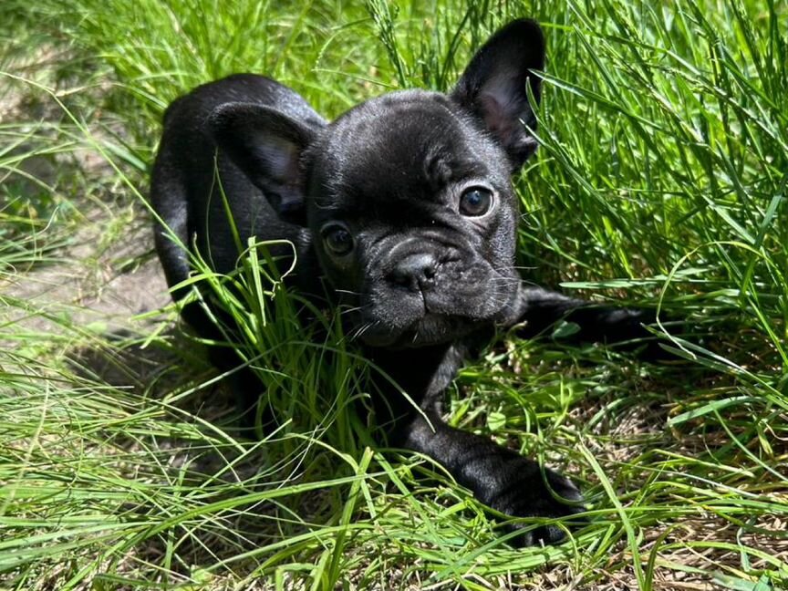 Французский бульдог щенки