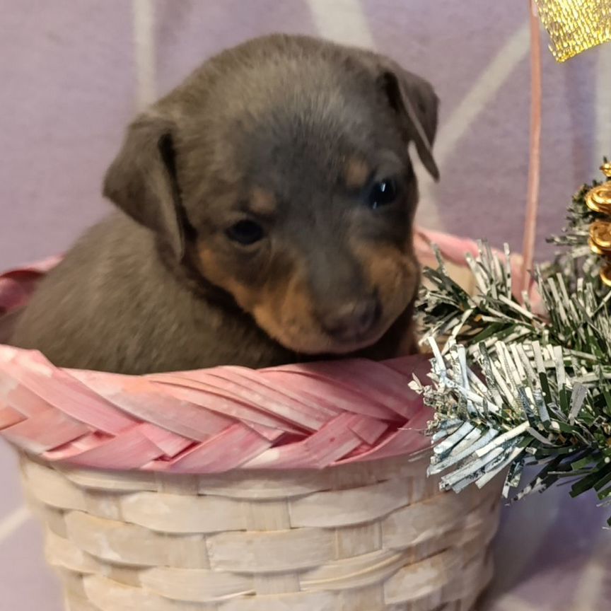 Русский той-терьер, щенок