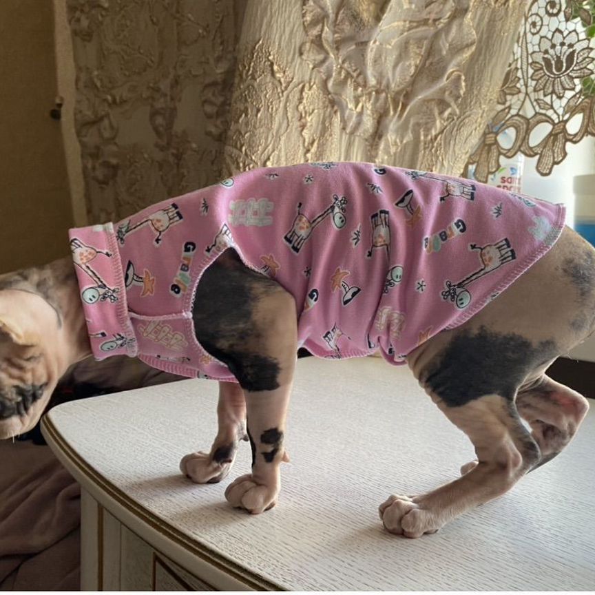 Одежда для кошек, для лысых кошек