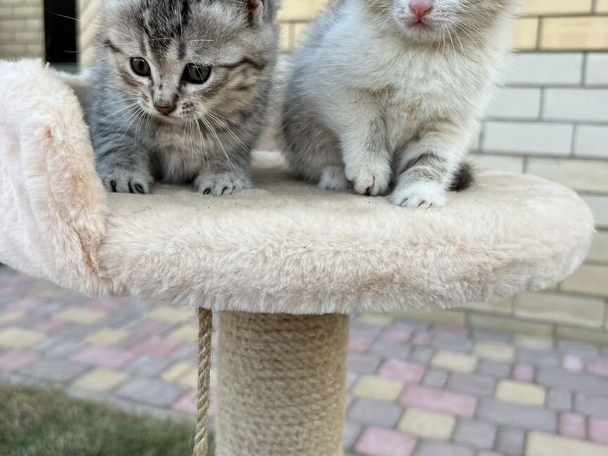 Отдам котят скоттиш-страйт в добрые руки