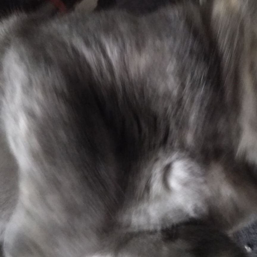 Вислоухие котята