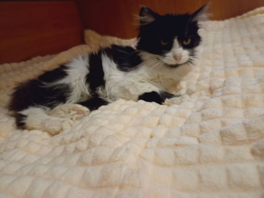 Котенок подросток ищет дом