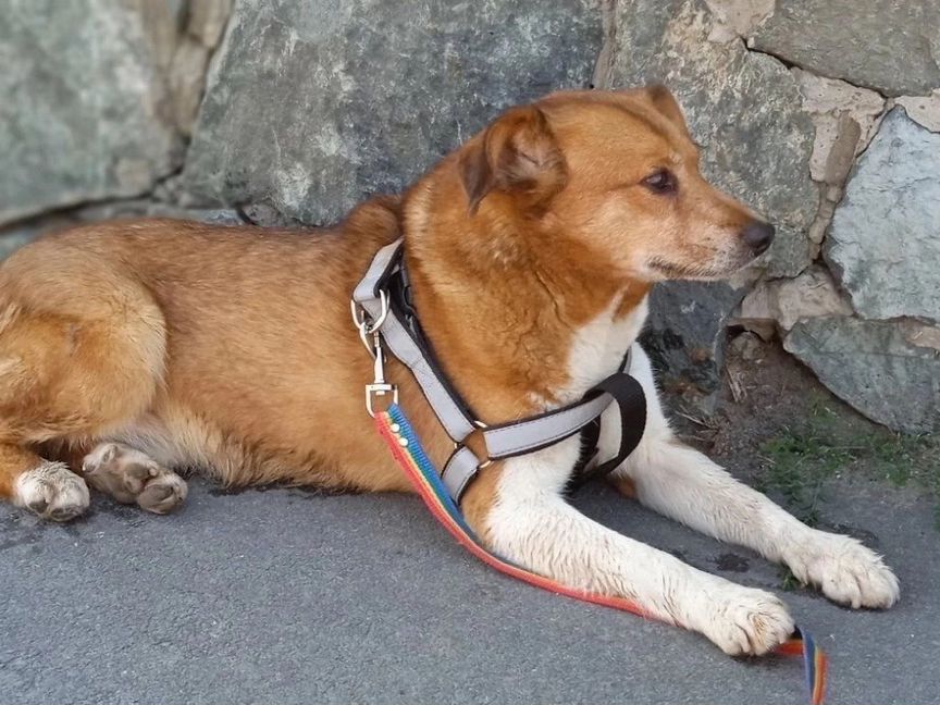 Боцману нужен дом