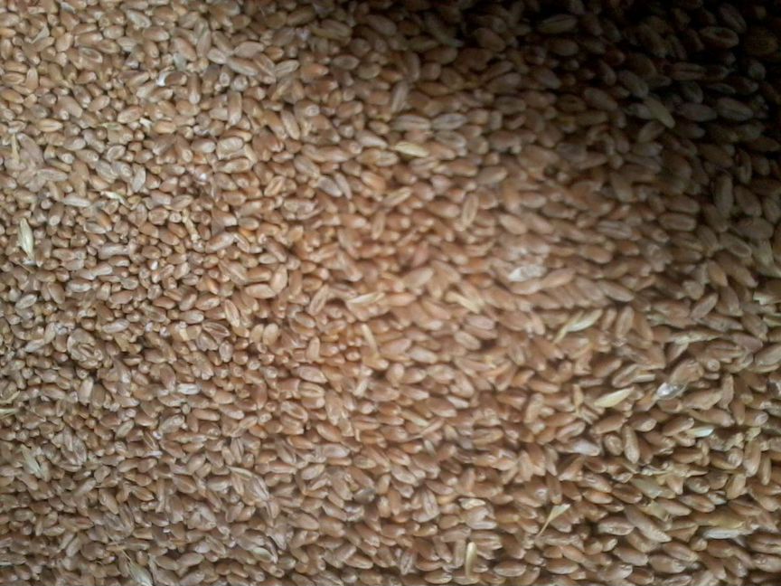 Кукуруза, зерно, ячмень, дробленка