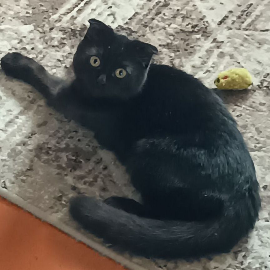 Шотландский вислоухий короткошёрстный котёнок