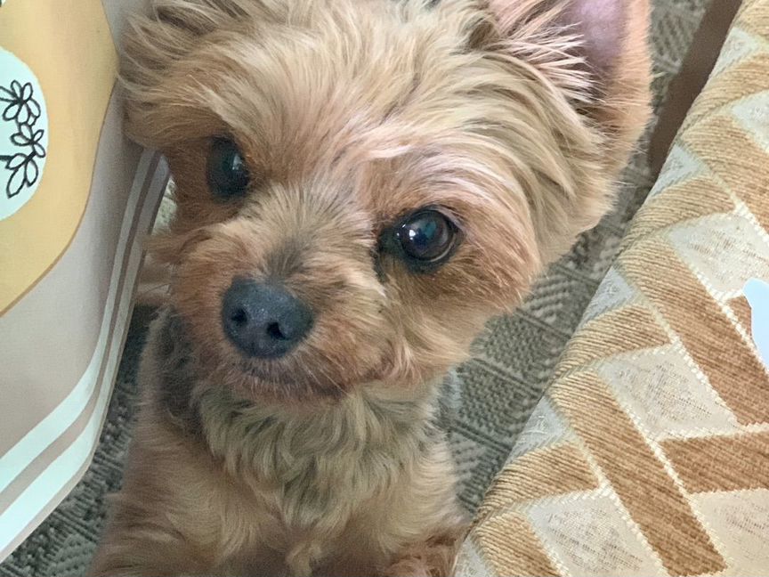 В самые добрые руки Любимая Габи, Йорк