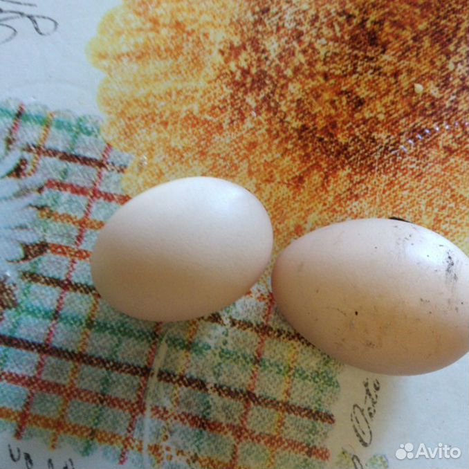 Инкубационное яйцо