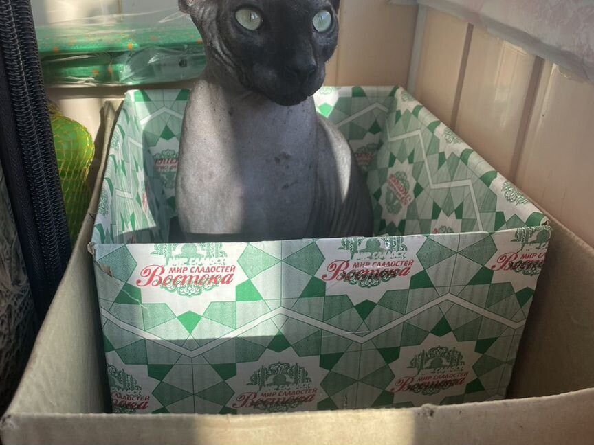 Кошка сфинкс браш