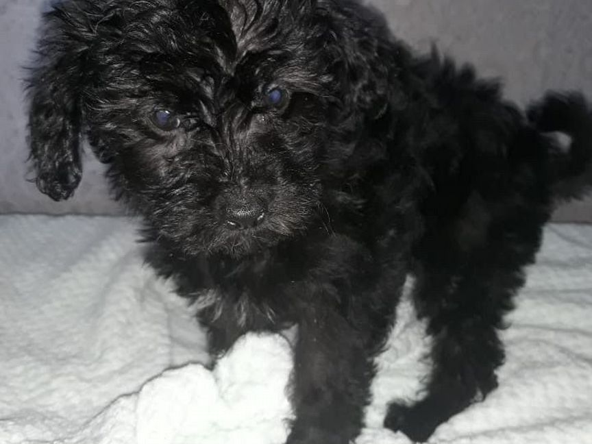 Шикарный щенок