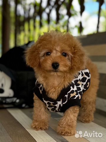 Мальтипу f2 девочка mini