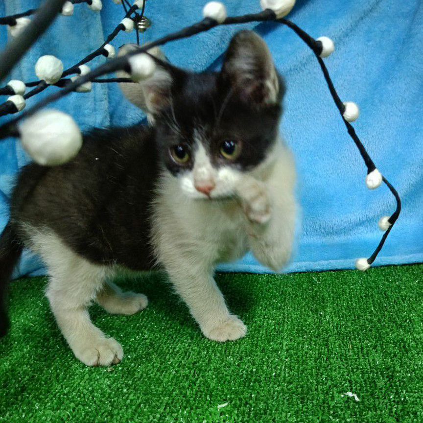 Котята бесплатно в дар в добрые руки