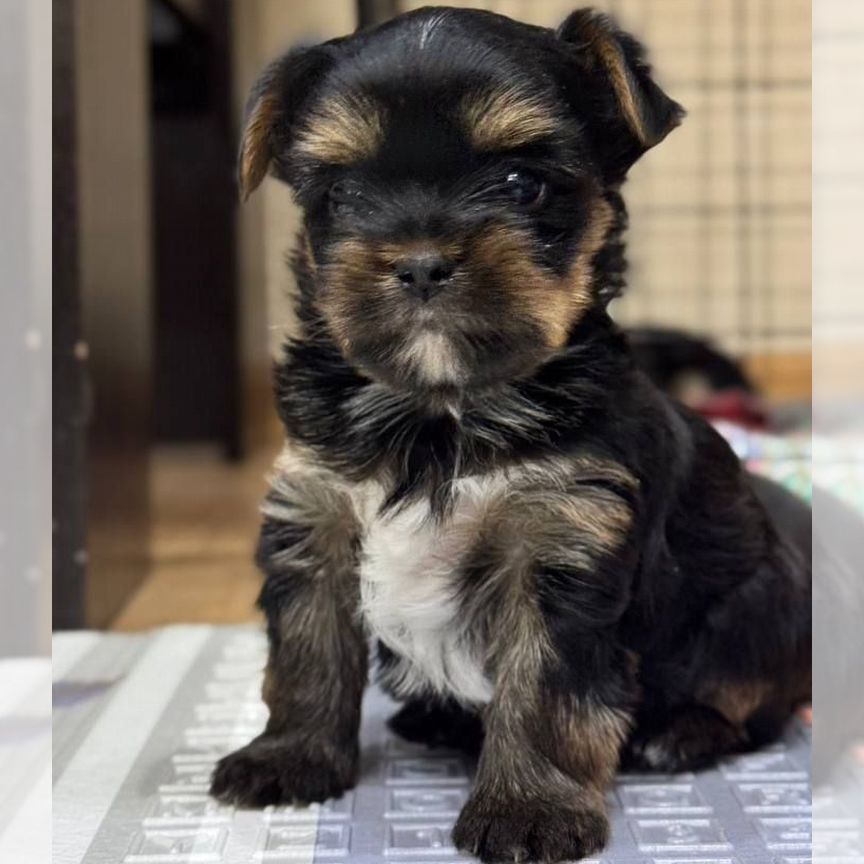 Йоркширский терьер, щенок