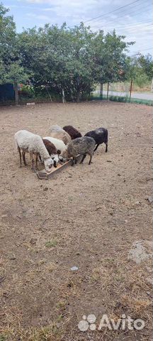 Овцы ягнята барашки