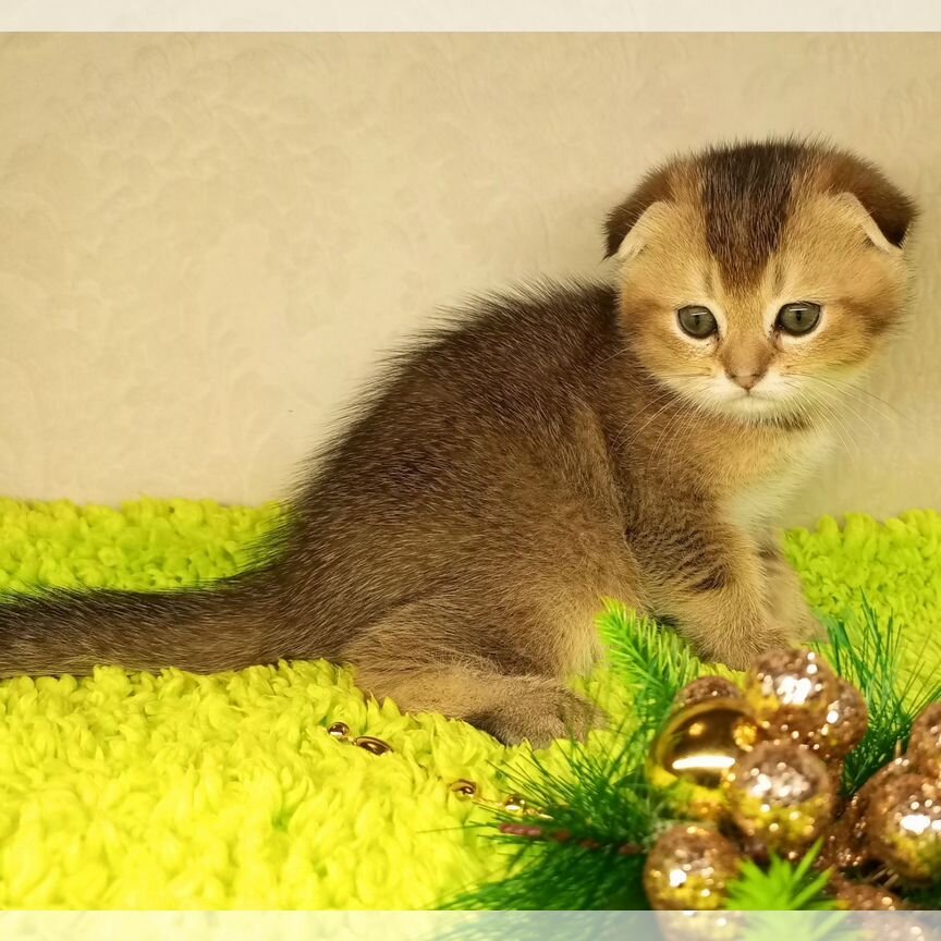 Котята Золотая шиншилла ny25 ny22