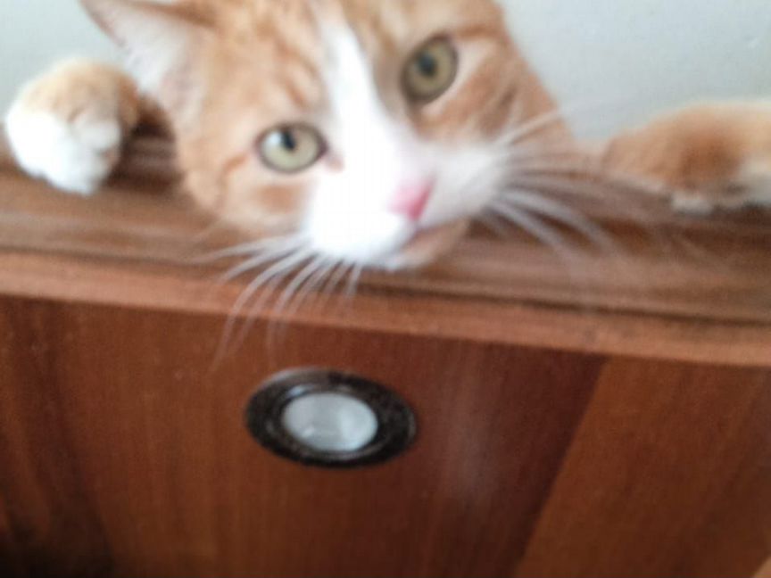 Котик-сирота бесплатно