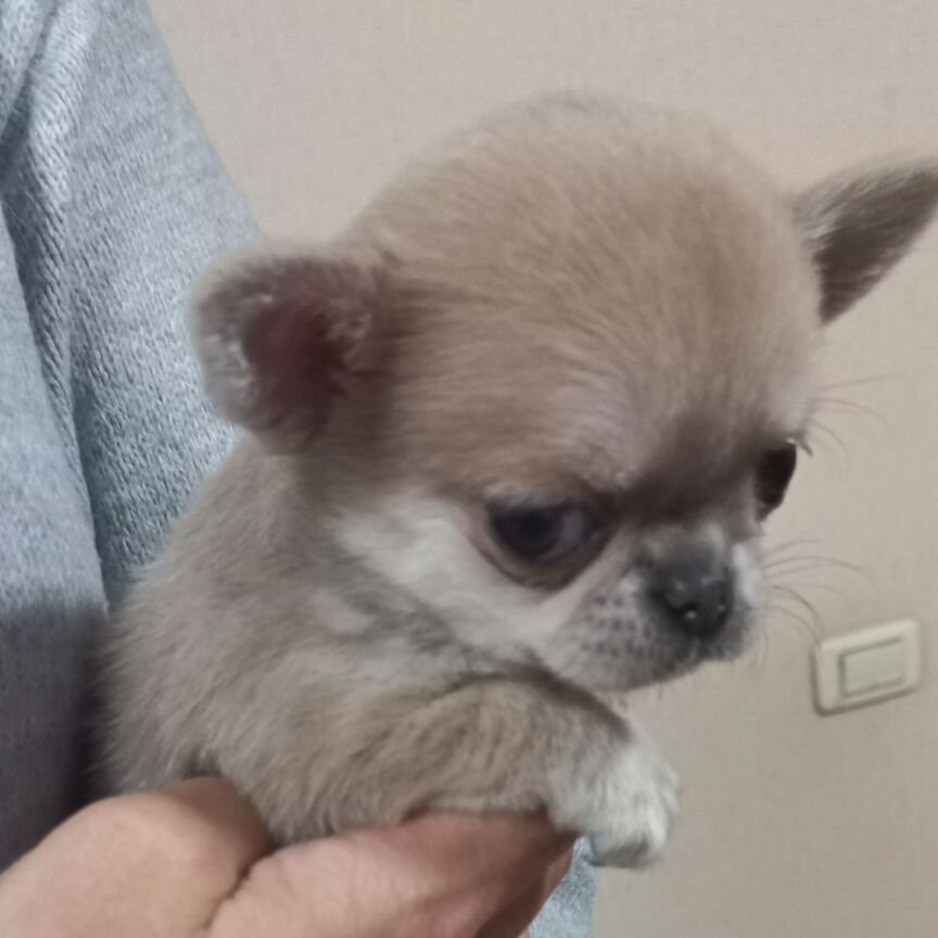 Чихуахуа, щенок