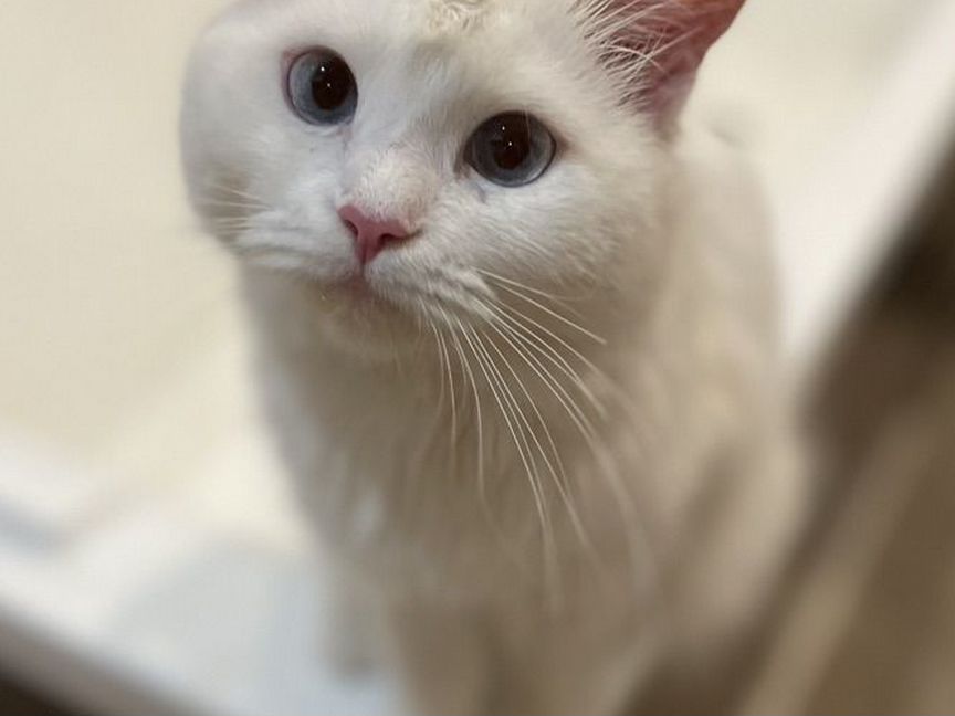 Найдена кошка турецкая ангора, кто потерял