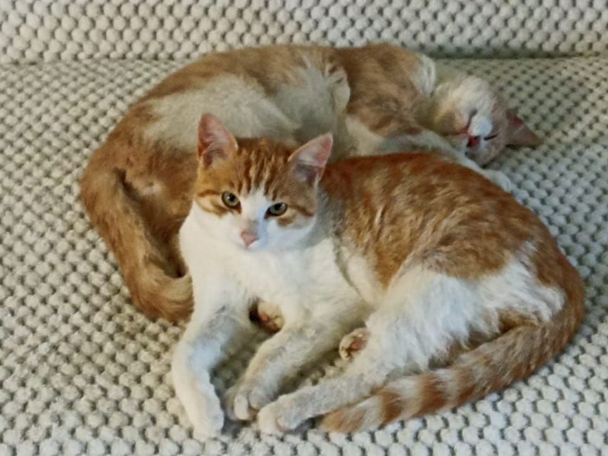 Котята в добрые руки