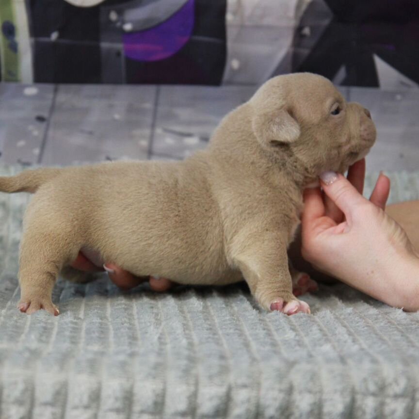 Американский булли парень